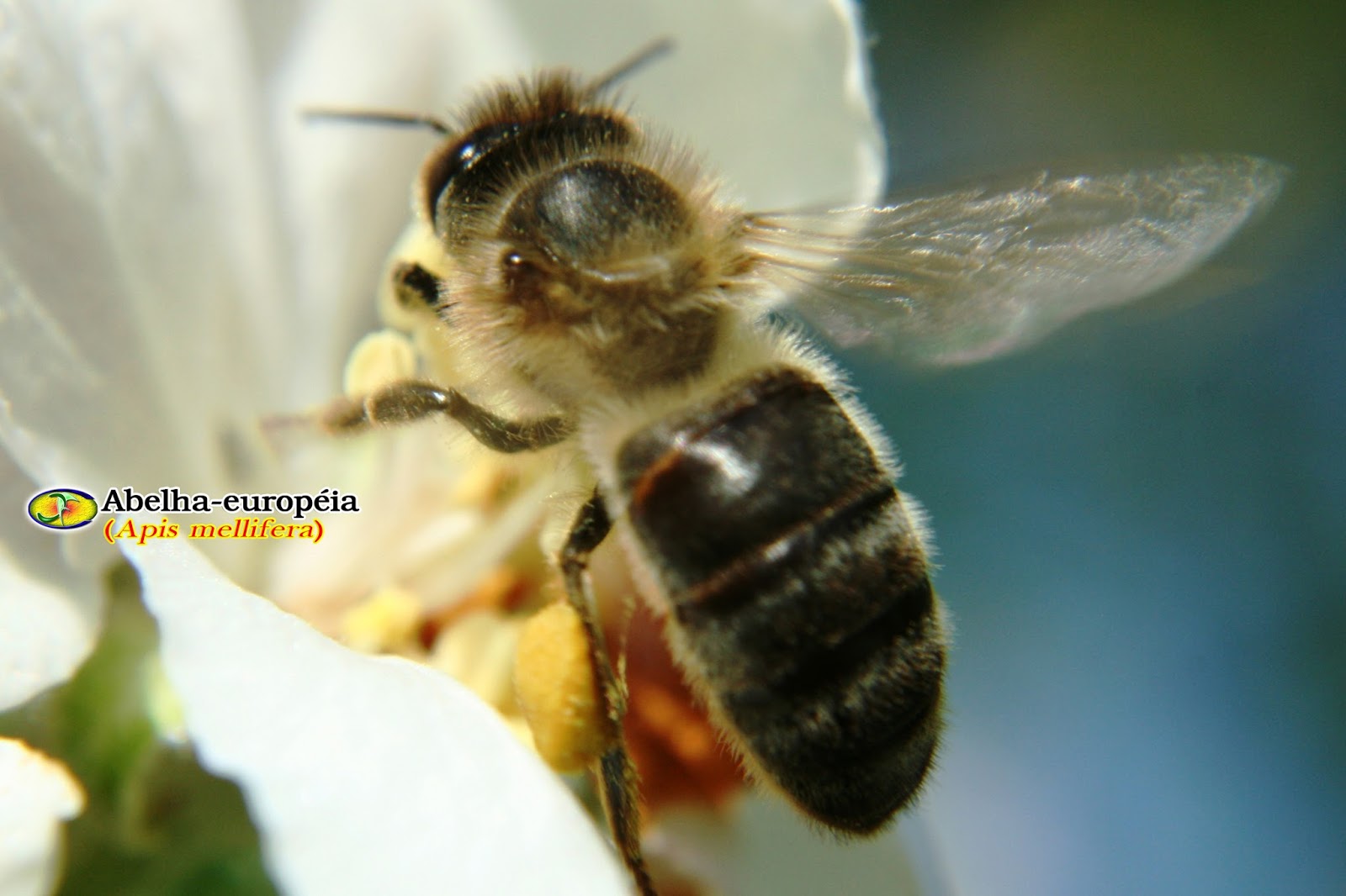 Zoologia: Abelha-européia (Apis mellifera)